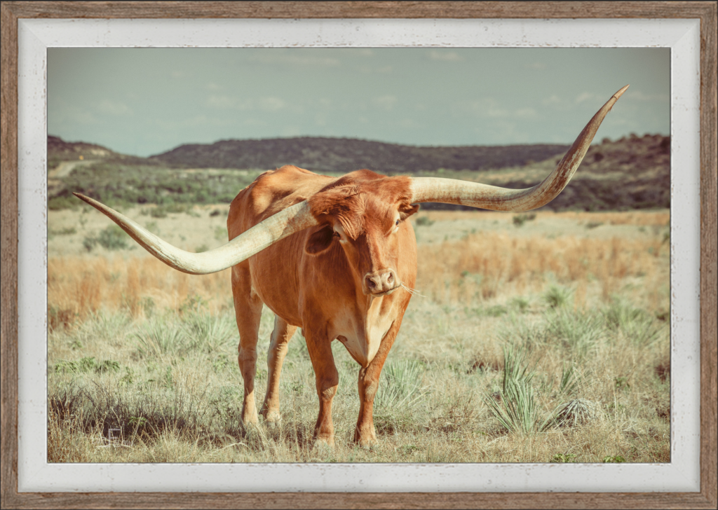 Vintage Longhorn Cattle Art for Your Wall or Office - A Cowboy's Wife