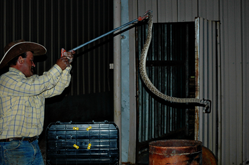 Day 1 of Rattlesnake Hunting on the Ranch - A Cowboy's Wife