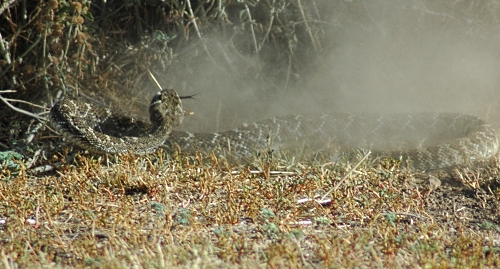 Home of the Rattlesnake Who Brought Rain - A Cowboy's Wife